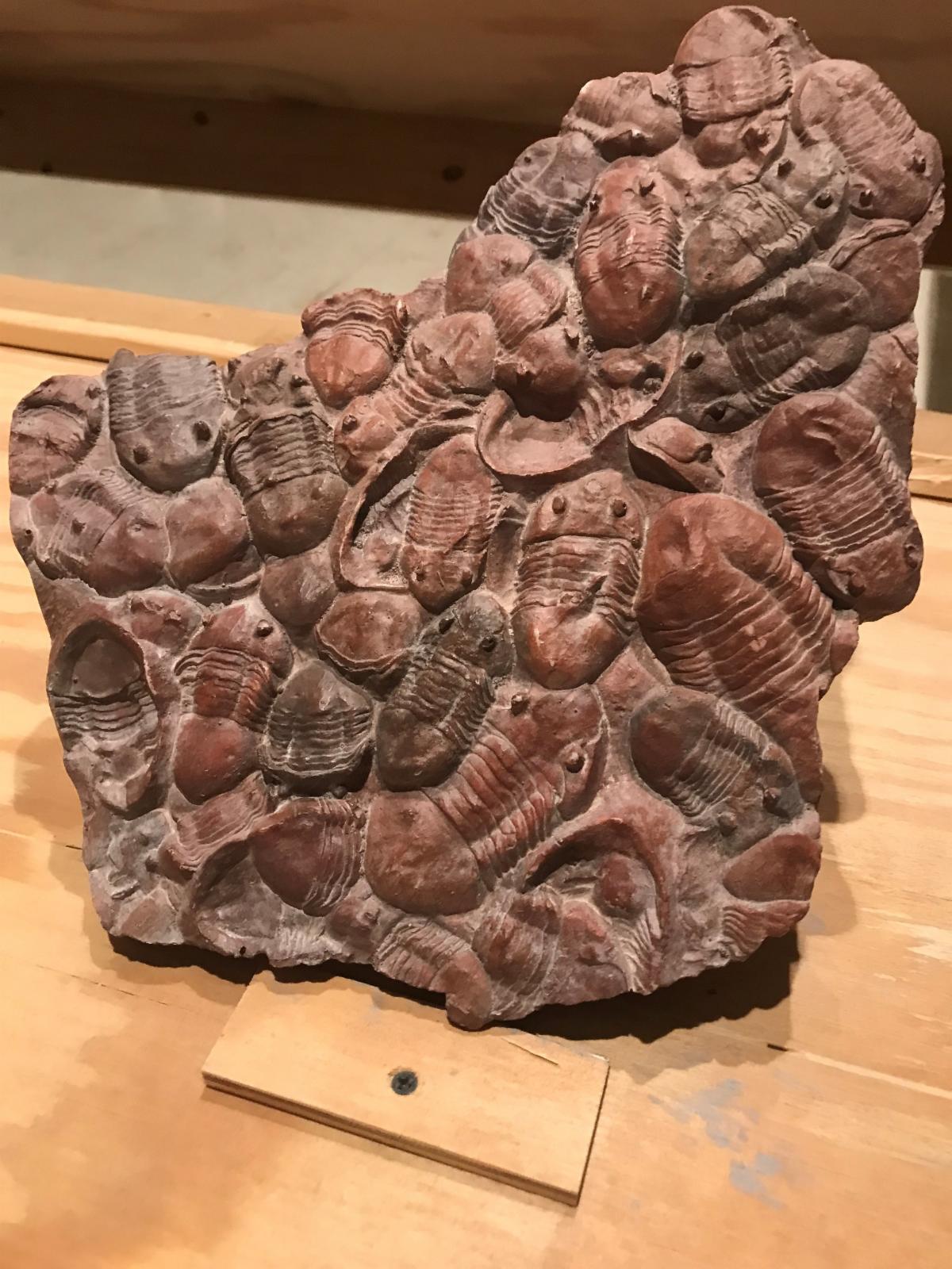SPOTLIGHT - May 26, 2023 - The Fascinating World of Trilobites