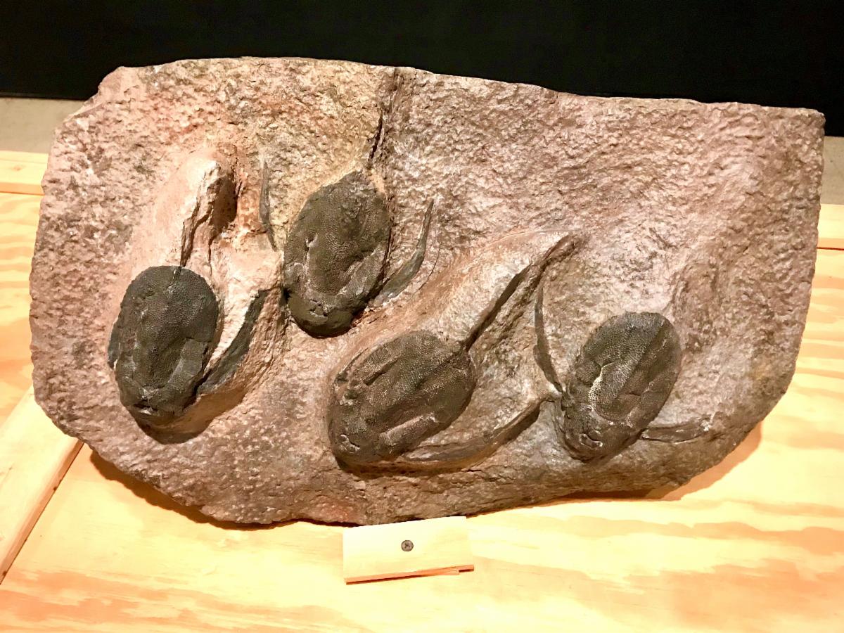 SPOTLIGHT - October 7, 2022 - The World of Proto-Fishes - 500 Million ...