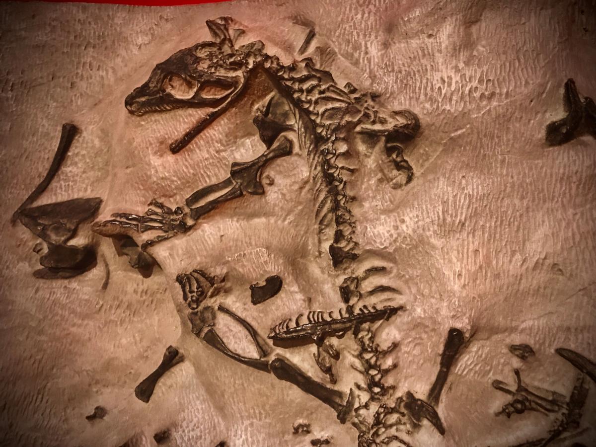 SPOTLIGHT - April 7, 2023 - AEROSAURUS - The Air Lizard