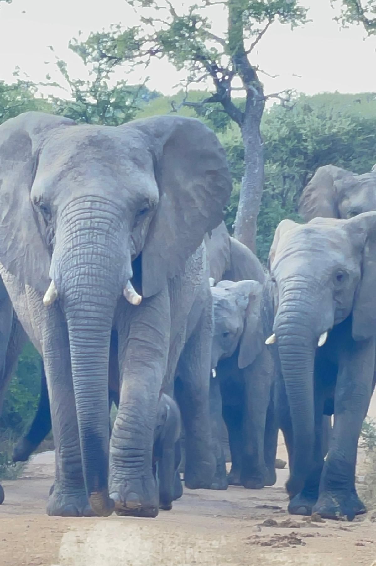 One Big Happy Family! Phabeni Joins the Herd in the Bush!