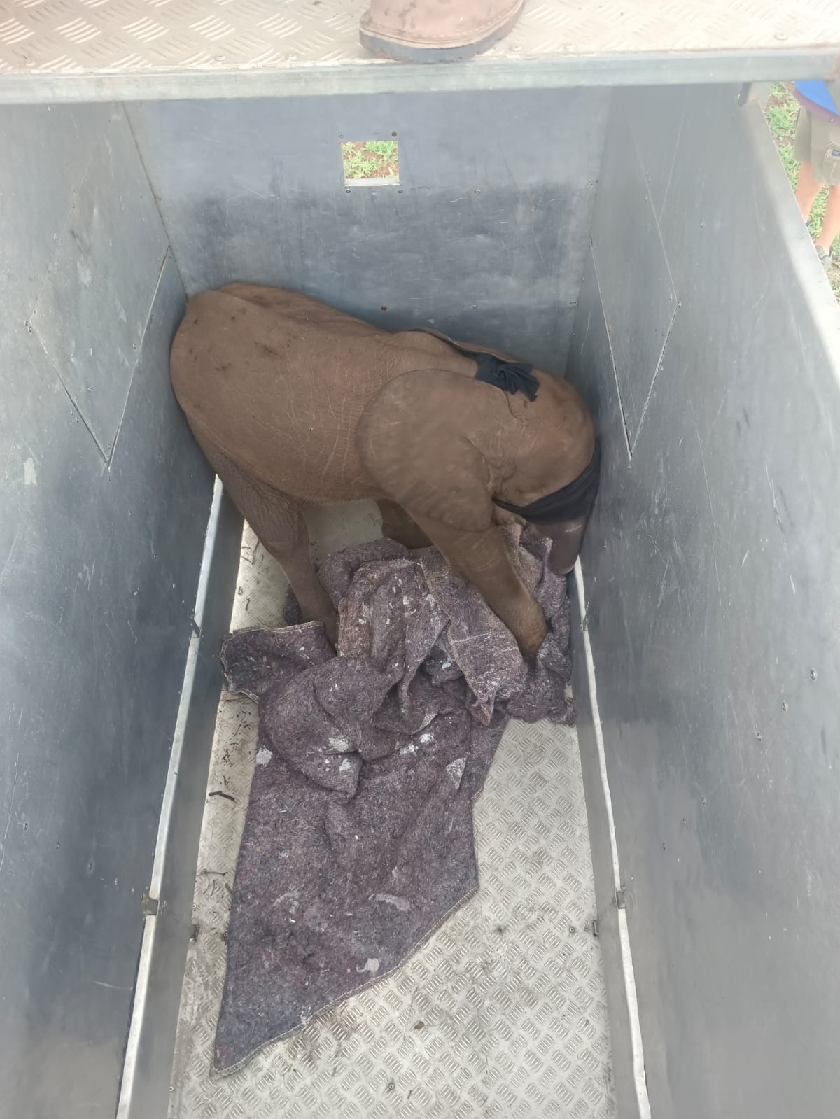 Meet New Elephant Orphan, Little Phabeni