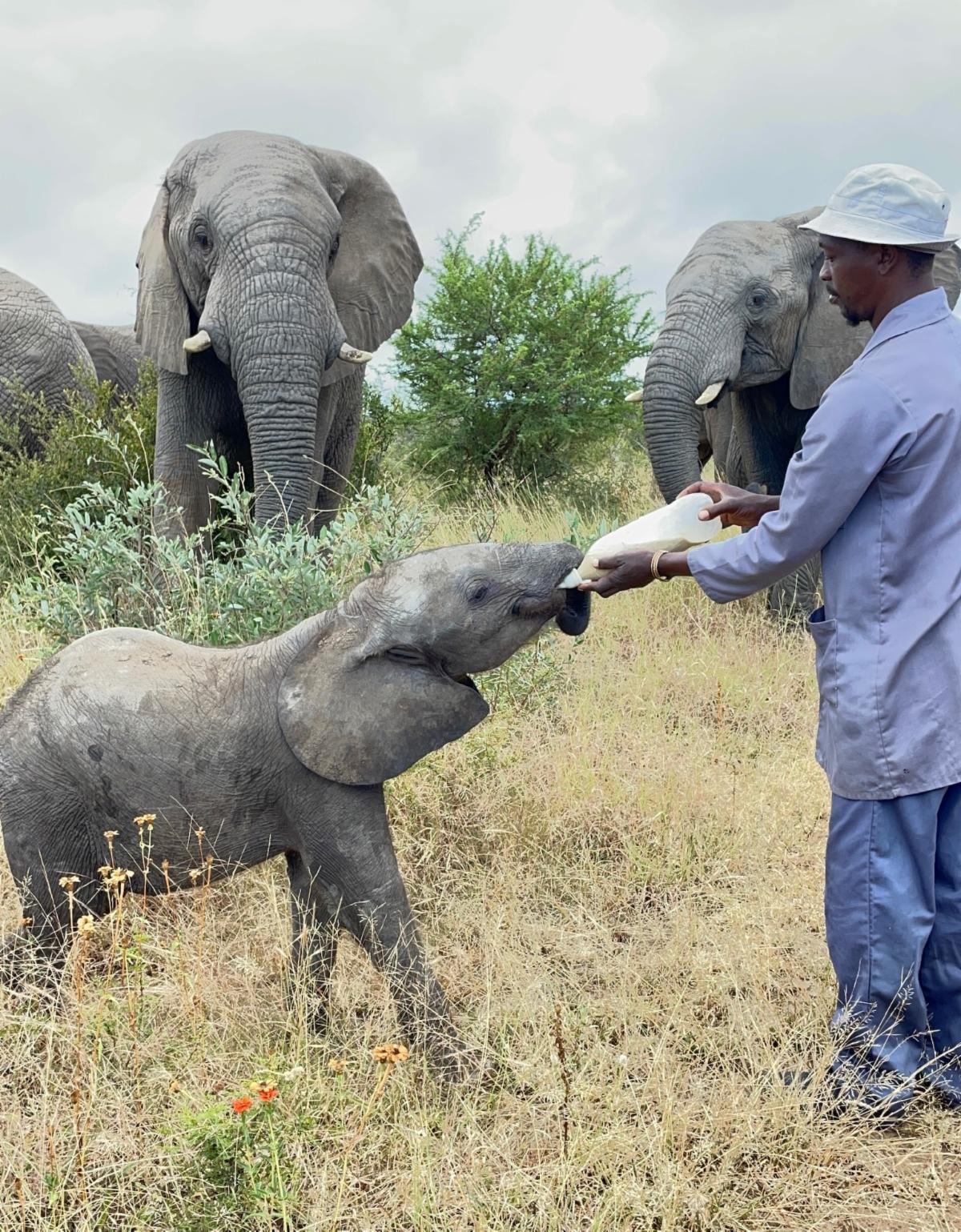 One Big Happy Family! Phabeni Joins the Herd in the Bush!