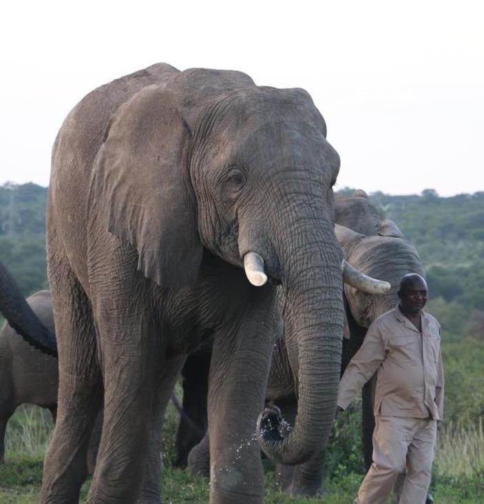 Is Fishan the Father of the Elephant Herd?