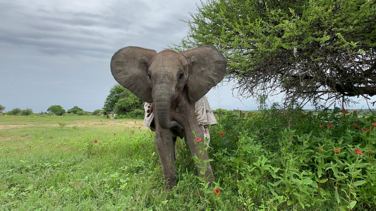 One Big Happy Family! Phabeni Joins the Herd in the Bush!