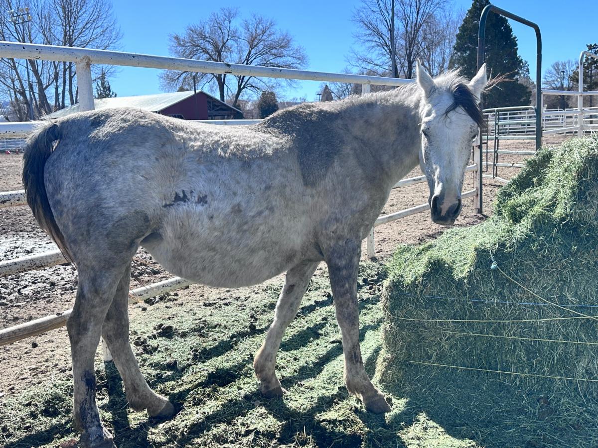 Urgent Need, Pregnant Mare Rescue in Progess