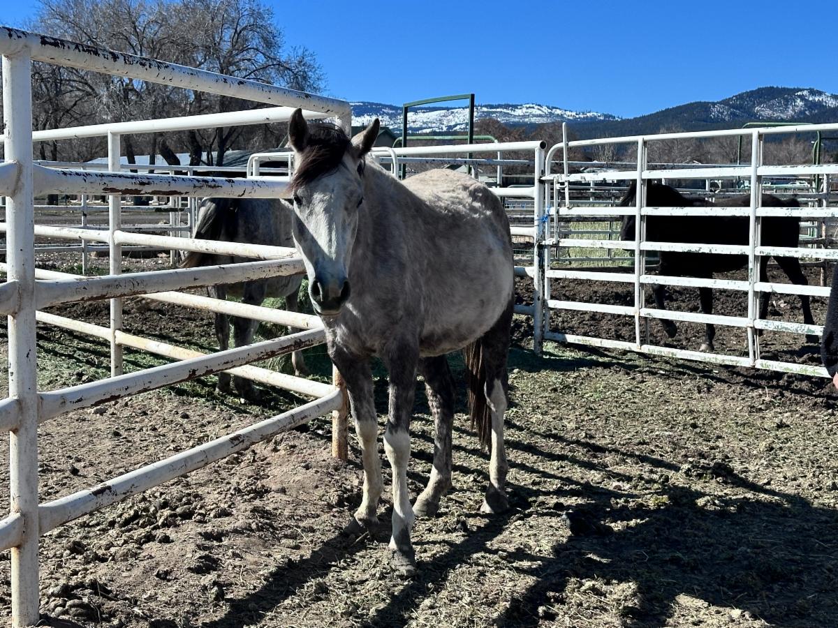 Urgent Need, Pregnant Mare Rescue in Progess