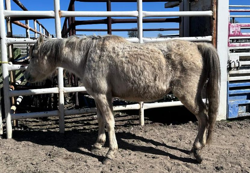 Urgent Need, Pregnant Mare Rescue in Progess