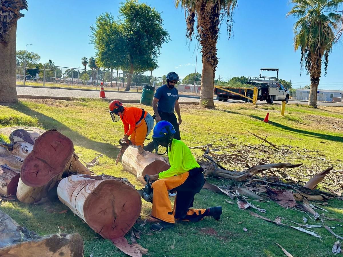Nominate and Share Arizona's Urban and Community Forestry Stories