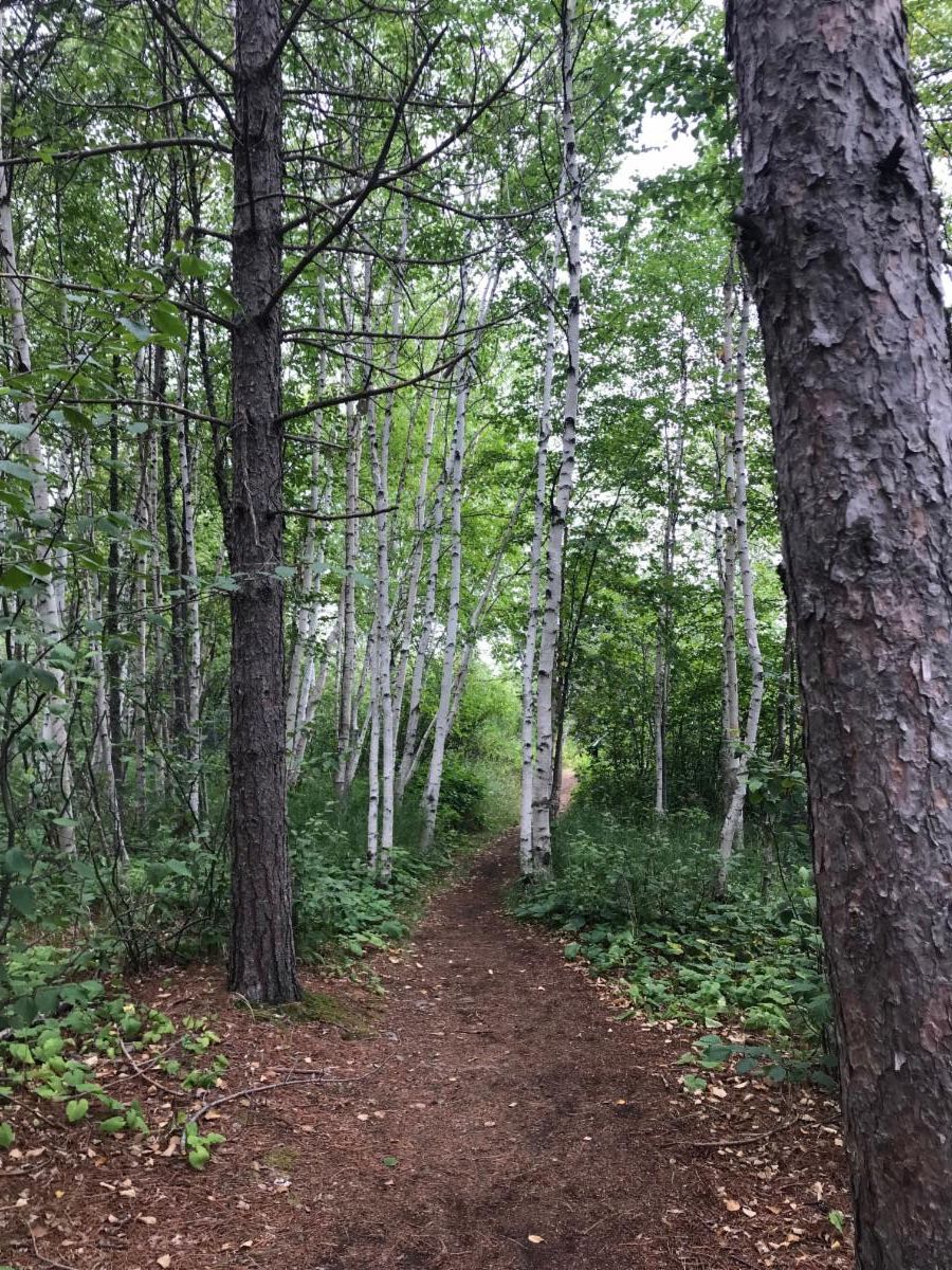 The Forest and its Trees and more...