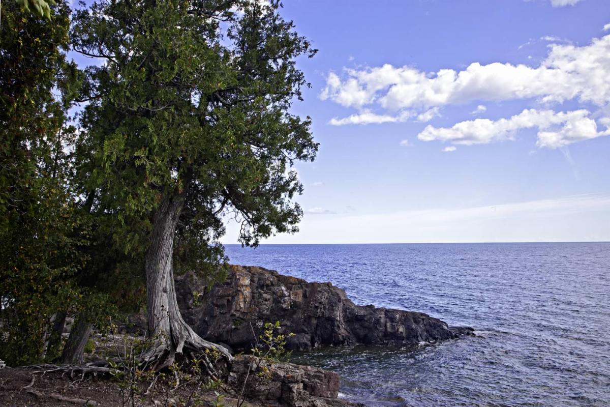 The Forest and its Trees and more...