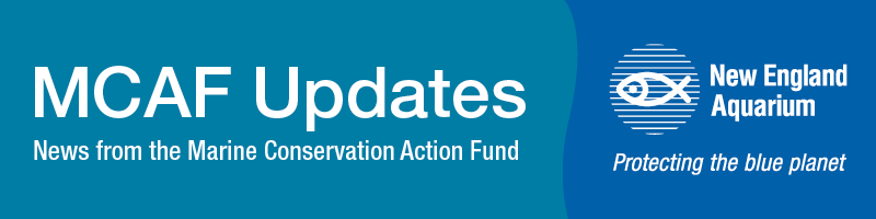 New England Aquarium MCAF Fellowship Application Now Open!