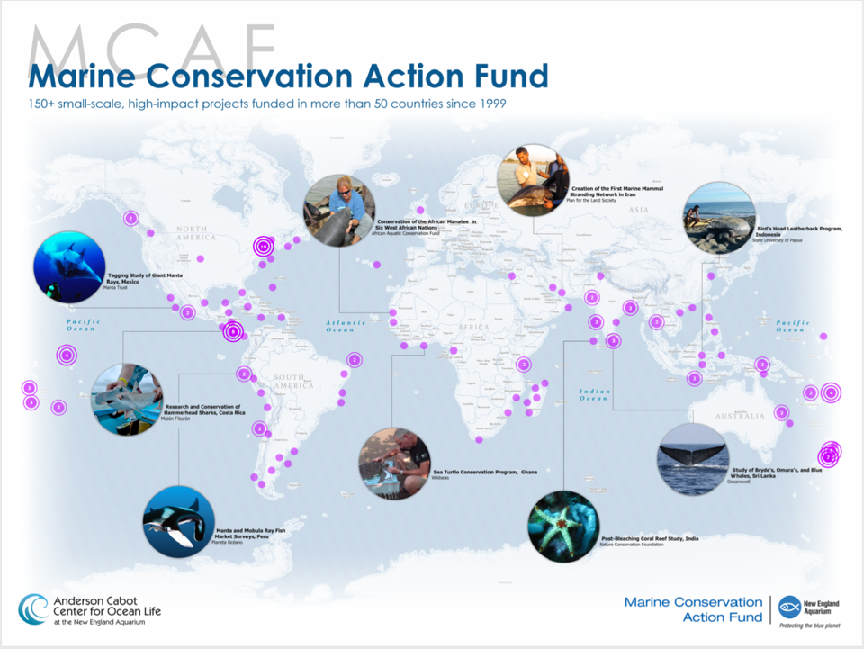 MCAF Fellowship Application Now Open!