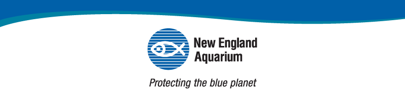 New England Aquarium MCAF Fellowship Application Now Open!