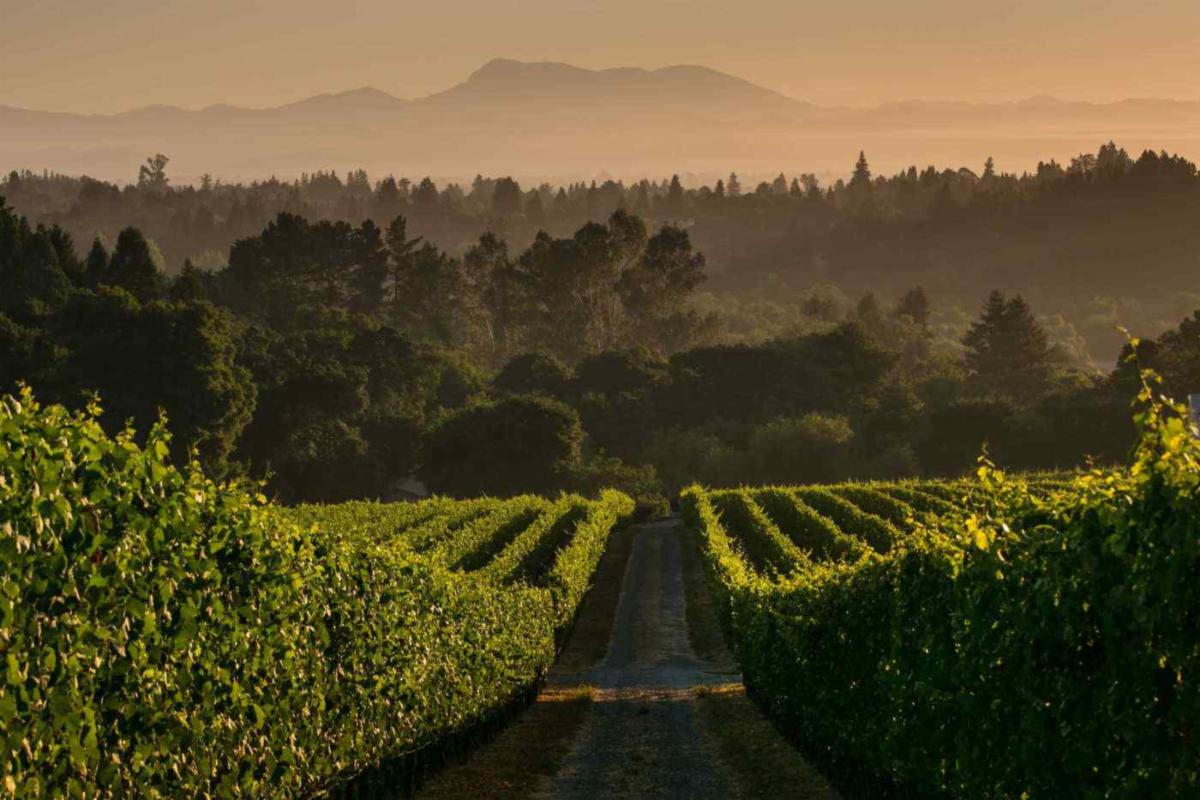 #19 Wine Spectator Top 100 & 96pts - Martinelli 'Bondi Home Ranch ...