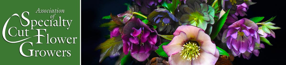 ASCFG December 2024 Update