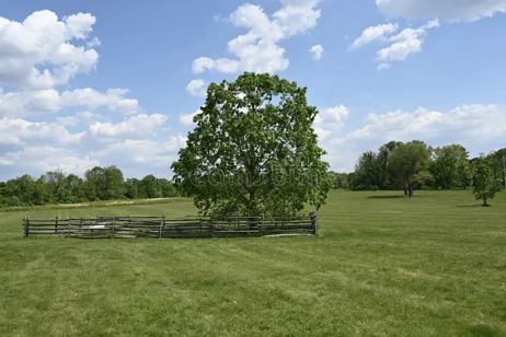 The Allure of Historic Trees