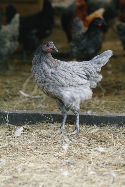 16-Week Pullets Available in Your Area!