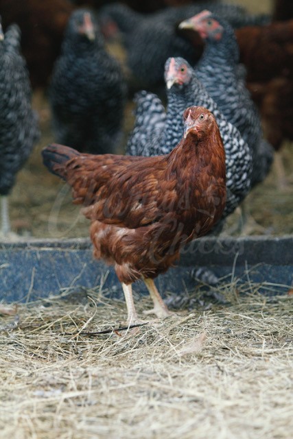 16-Week Pullets Available in Your Area!