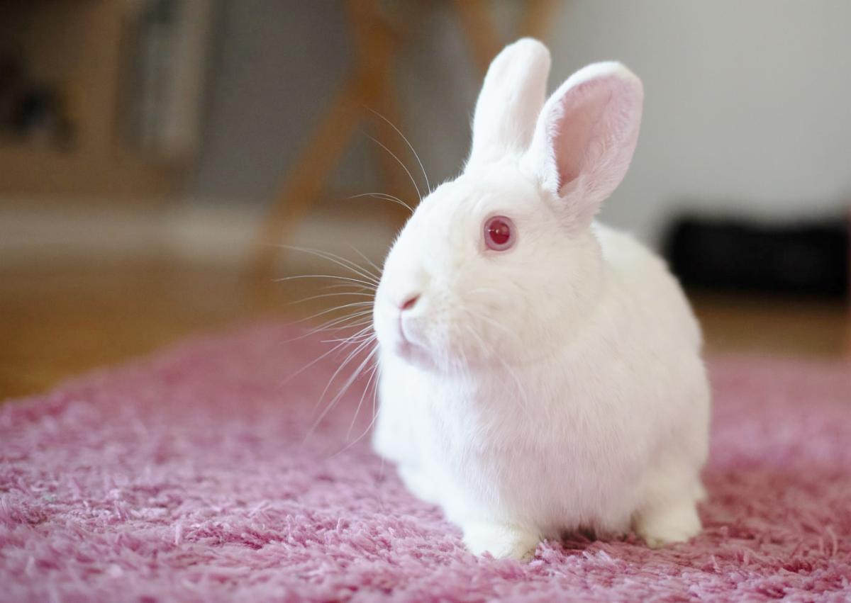 URGENT COVID-19 ADVISORY for RABBITS in LOS ANGELES