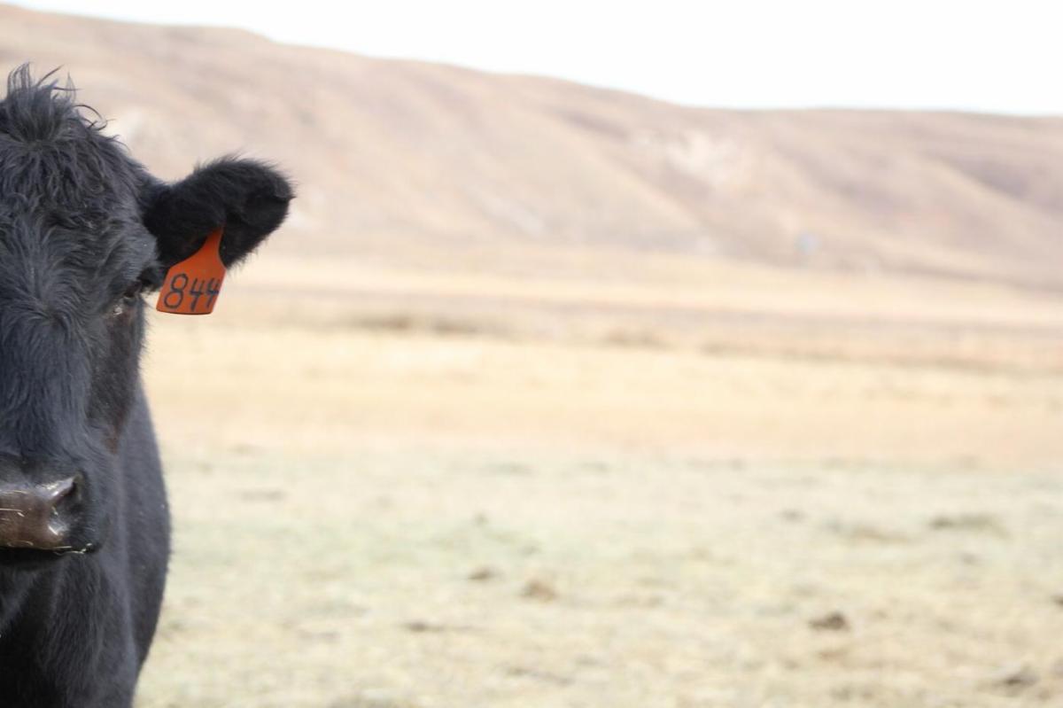 Understanding the Three Stages of Calving