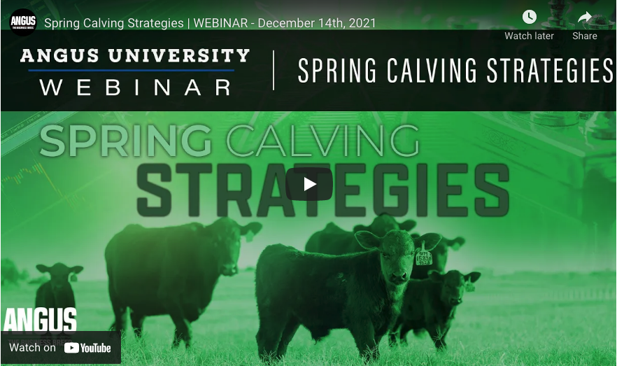 Understanding the Three Stages of Calving