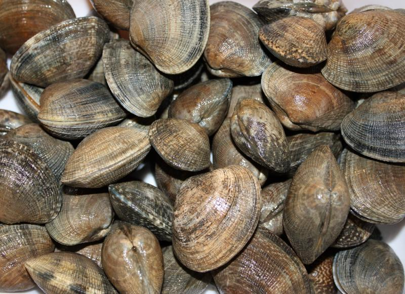 Fresh Local Steamer Clams $4.99/lb.