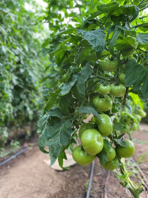 Atlantic Agrology Network Newsletter - October 2025