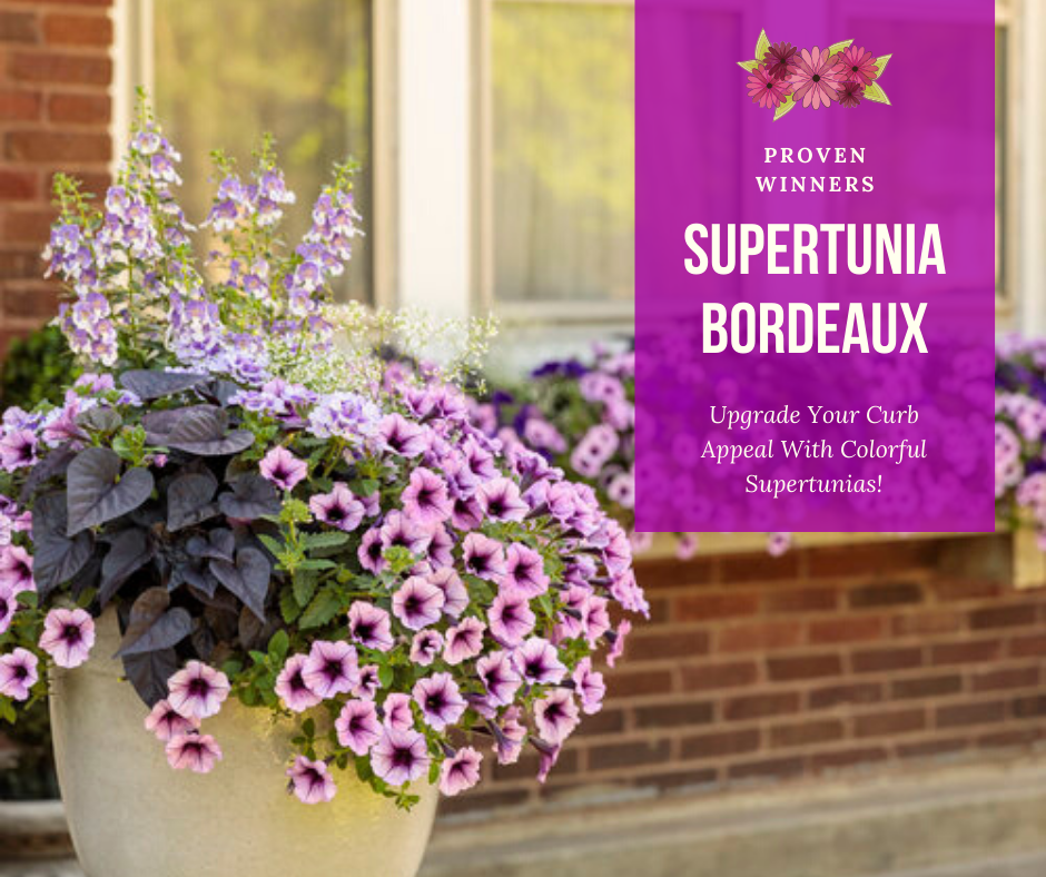 Huge Variety of Colorful Proven Winners Supertunias