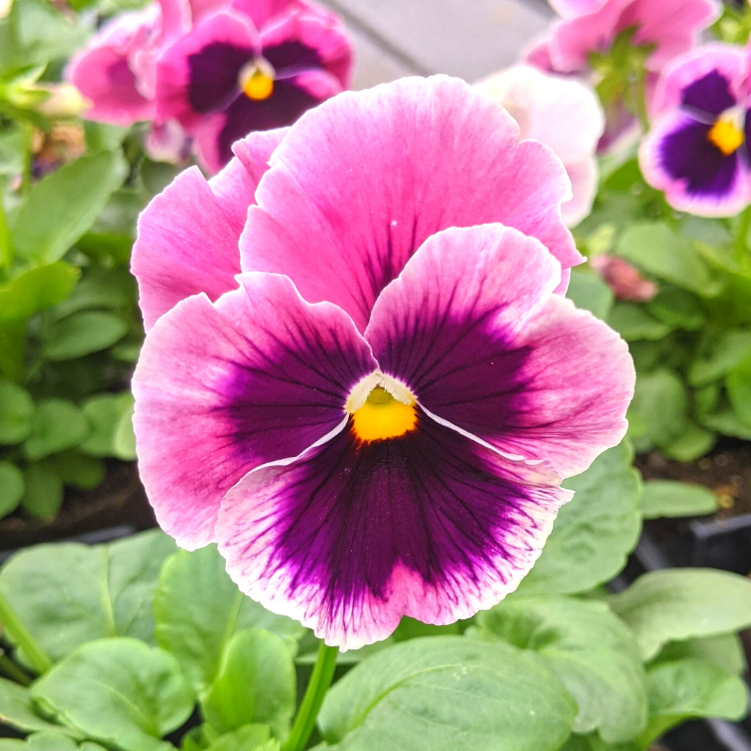 It's Time To Plant Colorful Pansies and Violas This Weekend! 💛💜🧡