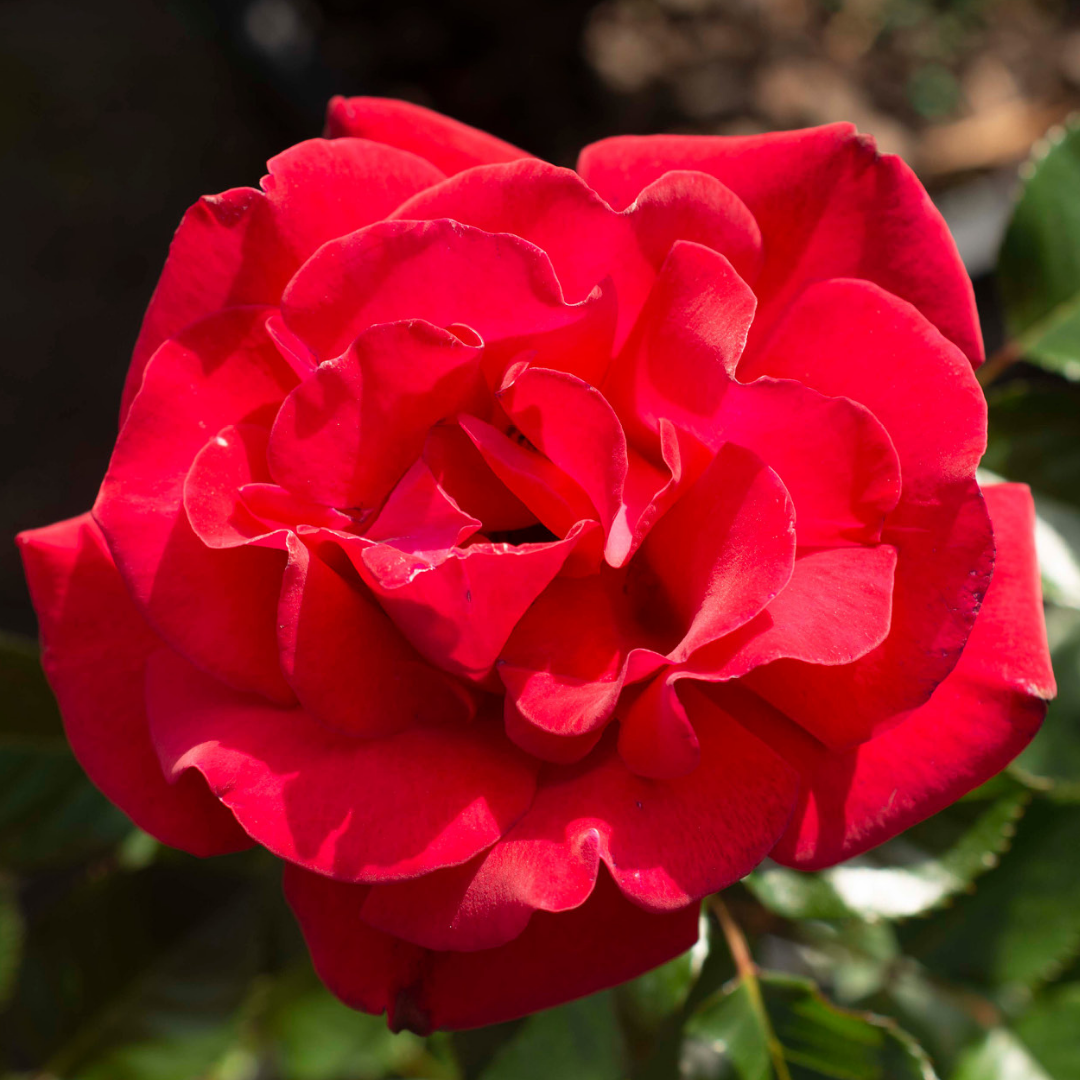 Hundreds Of Beautiful New Roses Have Just Arrived 🌹