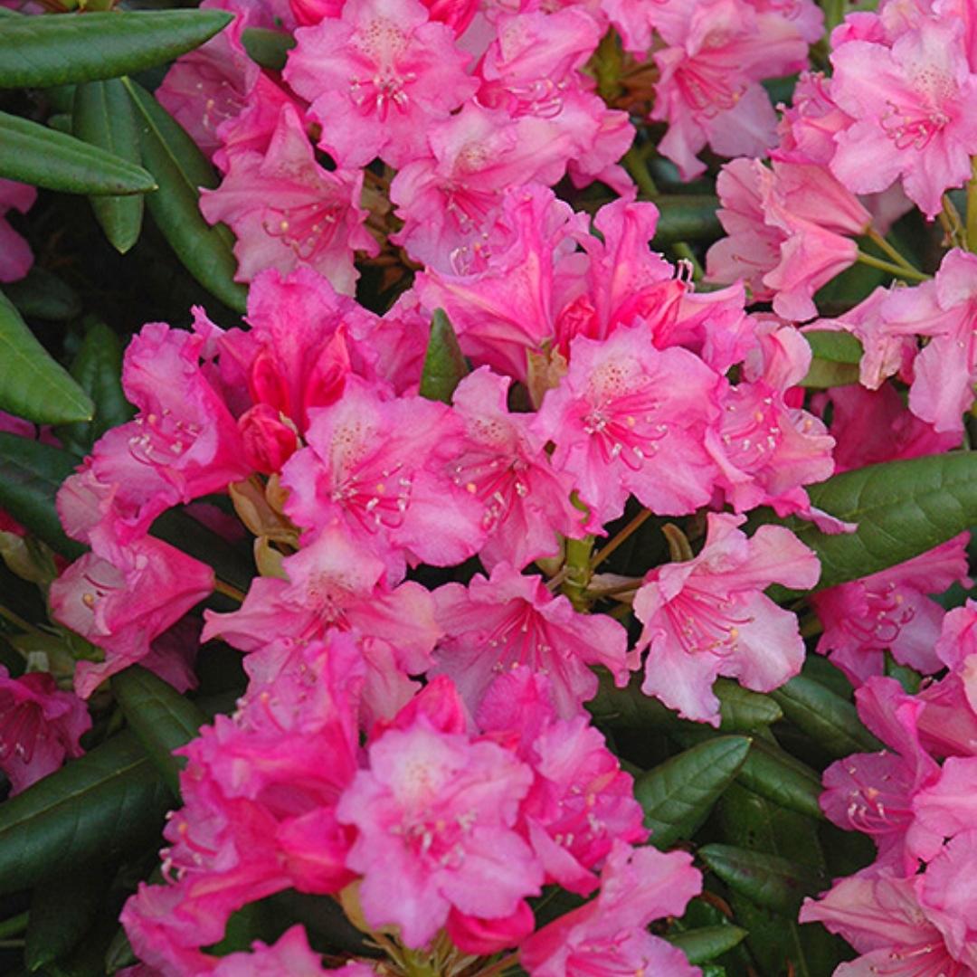 🐰 Happy Easter Weekend! 💐 Colorful New Annuals, Perennials, and Shrubs