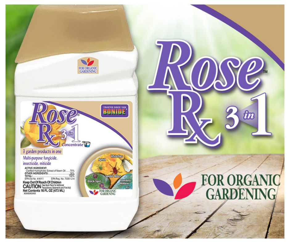 Hundreds Of Beautiful New Roses Have Just Arrived 🌹