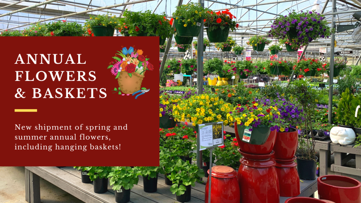 Happy Easter Weekend: Plant Your Summer Annuals, Herbs, and Vegetables 🌸🌿🍅