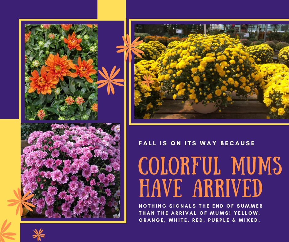 Fall Is On Its Way...Get Your Giant Mums Here! ️💛💜