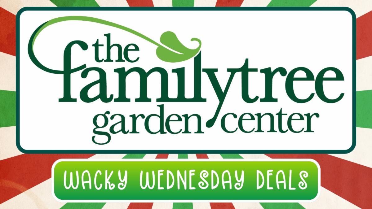 ️☃️🎄 Wacky Wednesday Deals: 40% Off Poinsettias and Flocked Trees!