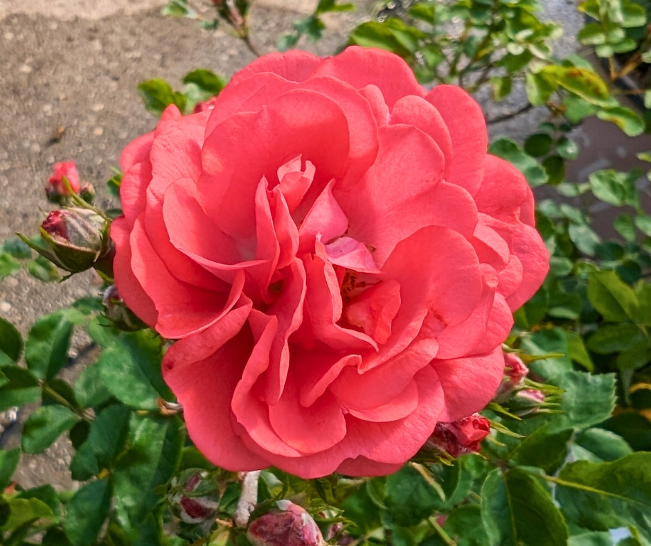 🌺🪻🌻 We Are Overflowing With New Annuals, Perennials, and Tropicals