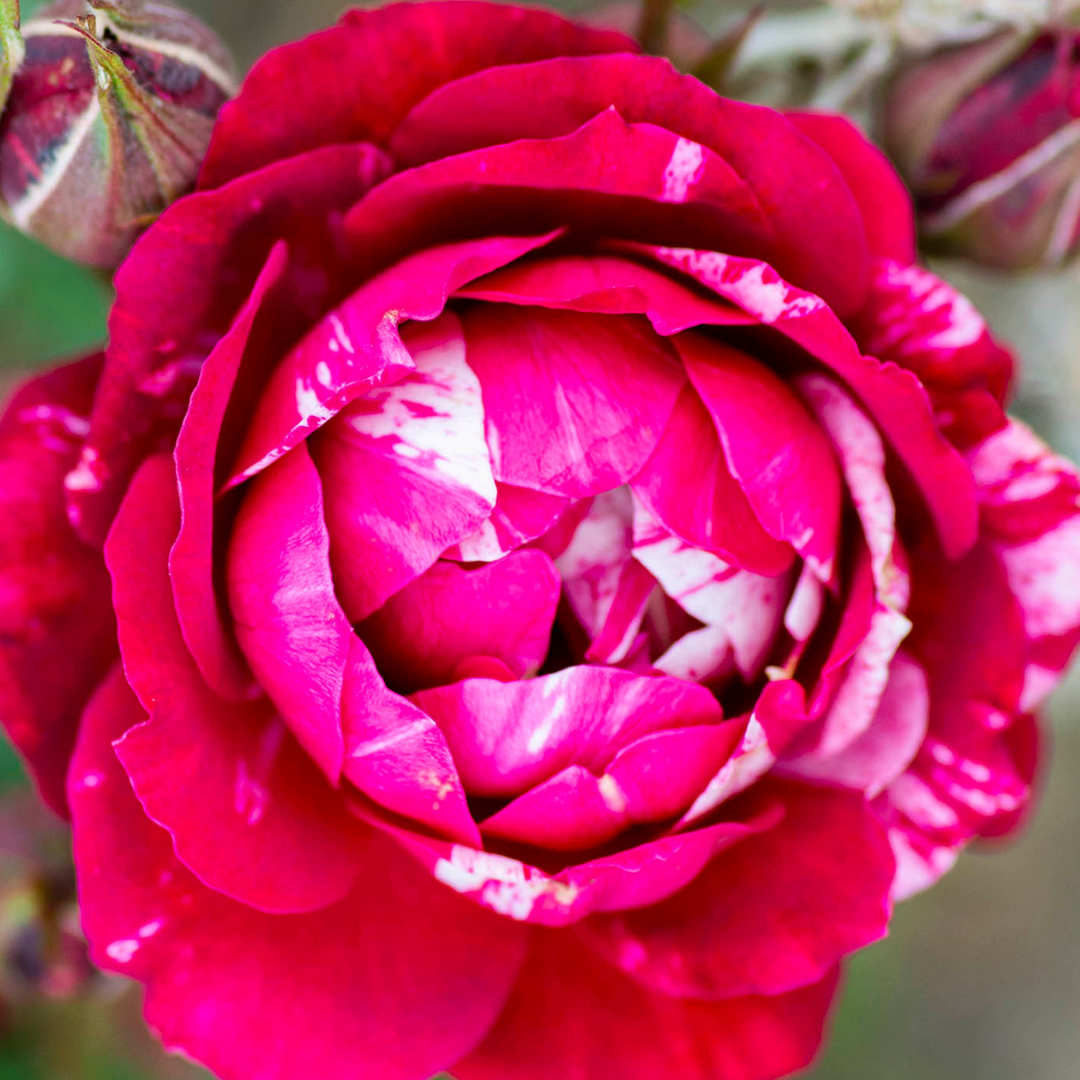 Hundreds Of Beautiful New Roses Have Just Arrived 🌹