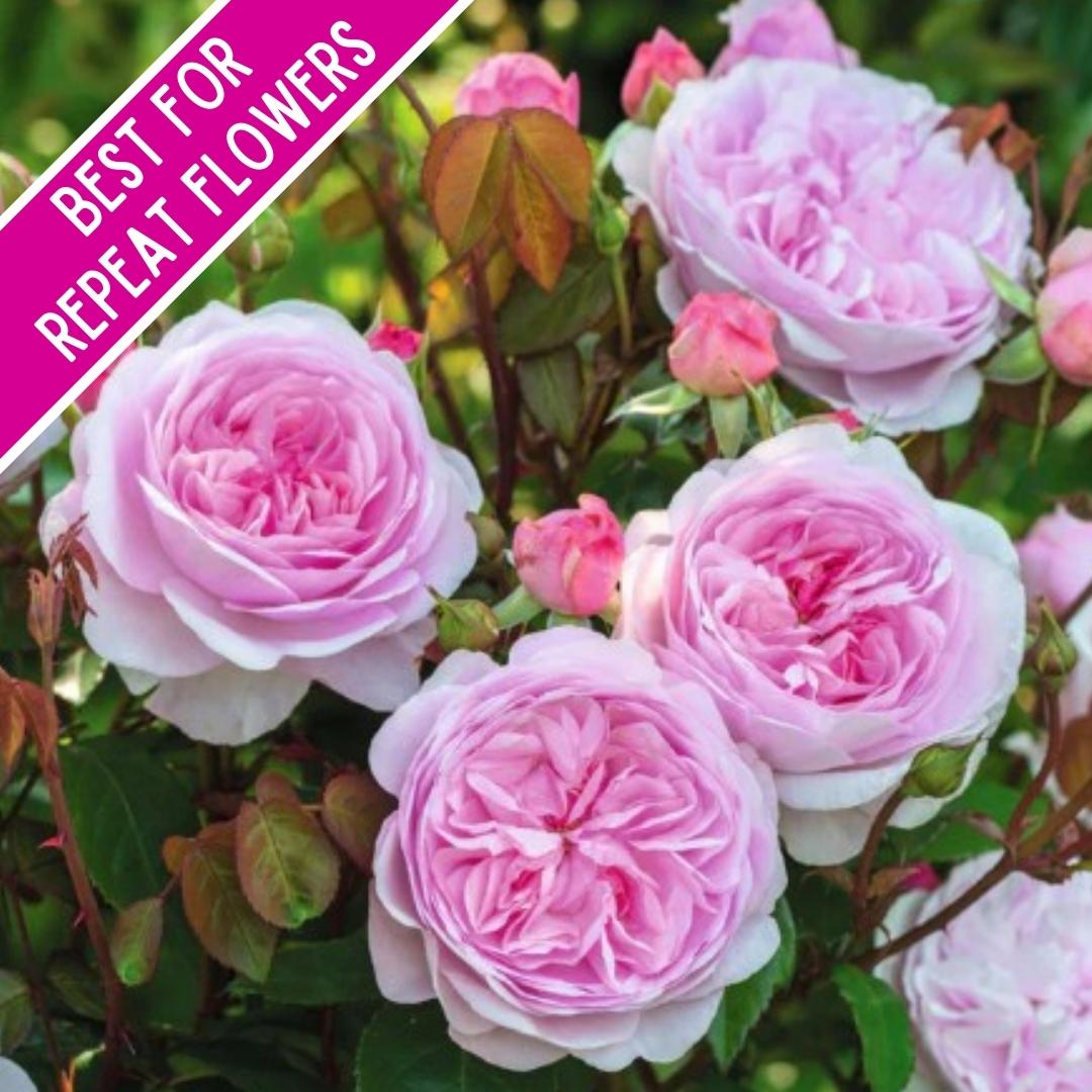 David Austin Roses Are Here...Just In Time For Mother's Day! 🌺