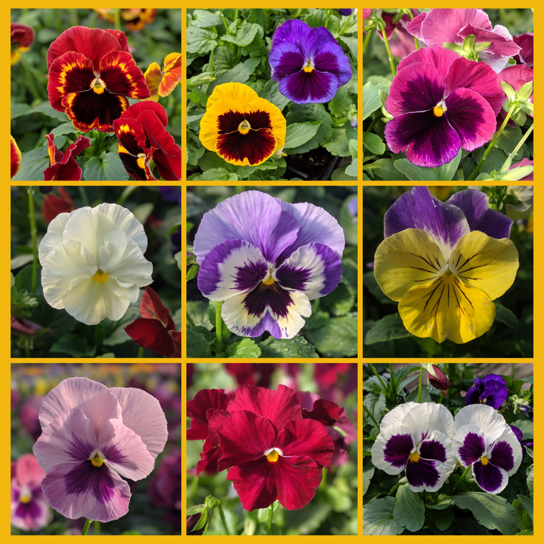 9-Pack Pansies Are On Sale For $9.99 and Rabbiteye Blueberries Have ...