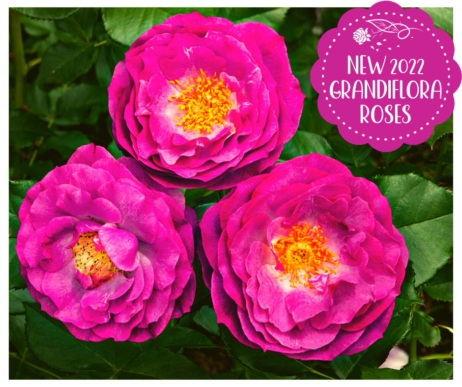 Hundreds Of Beautiful New Roses Have Just Arrived 🌹