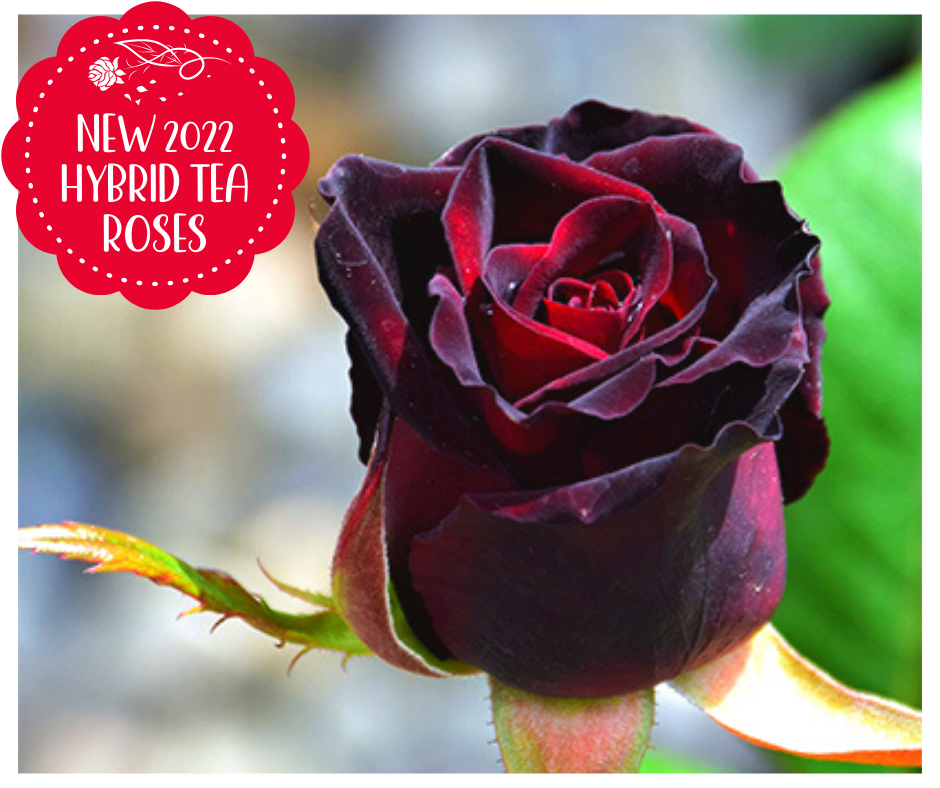 Hundreds Of Beautiful New Roses Have Just Arrived 🌹