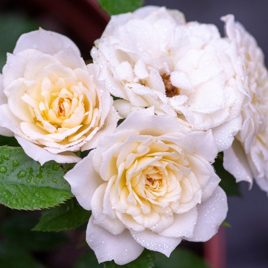 Hundreds Of Beautiful New Roses Have Just Arrived 🌹