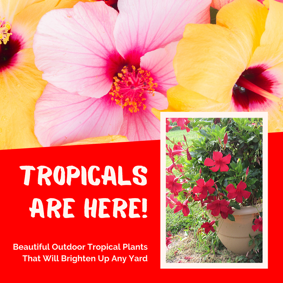 Huge Variety of Colorful Proven Winners Supertunias