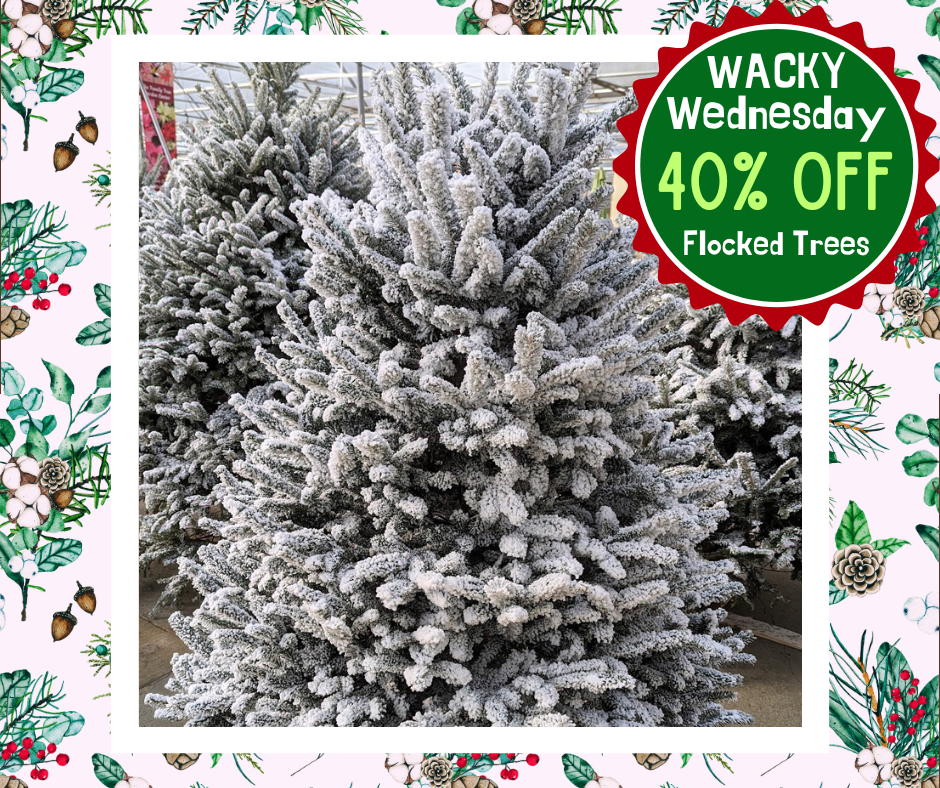 ️☃️🎄 Wacky Wednesday Deals: 40% Off Poinsettias and Flocked Trees!