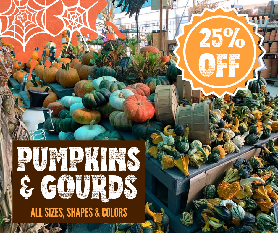 Huge Fall Sales Event on Pumpkins, Halloween Decor, Pottery, and Trees