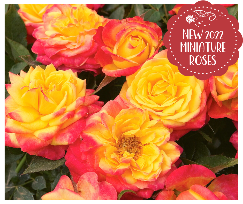 Hundreds Of Beautiful New Roses Have Just Arrived 🌹