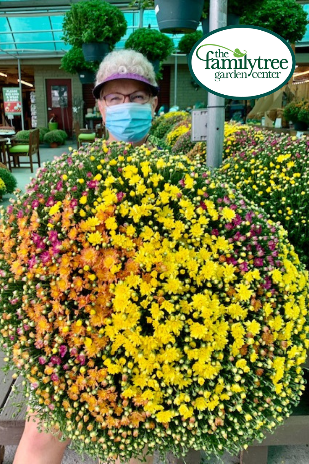 Fall Is On Its Way...Get Your Giant Mums Here! ️💛💜