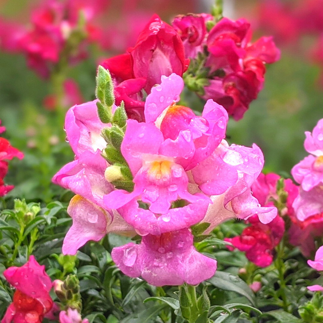 New Shipment Of Fall Color: Mums, Marigolds, Snapdragons & More 🍂