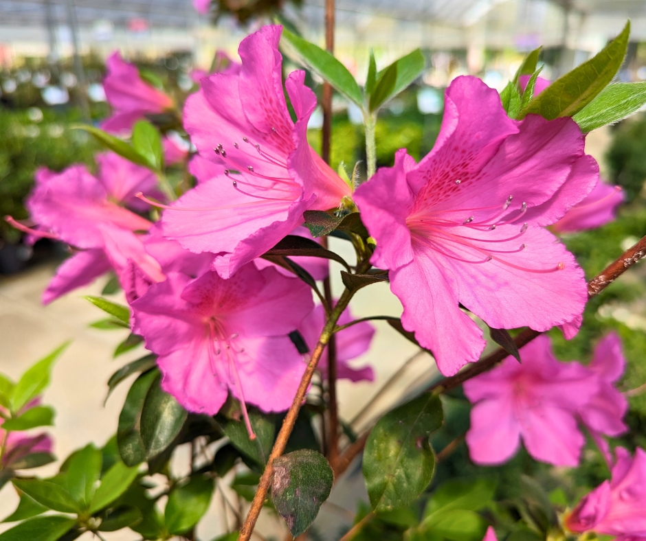 🌸🐰🌺 New Spring Annuals: 3.5" Just $2 Each When You Buy 18 or More