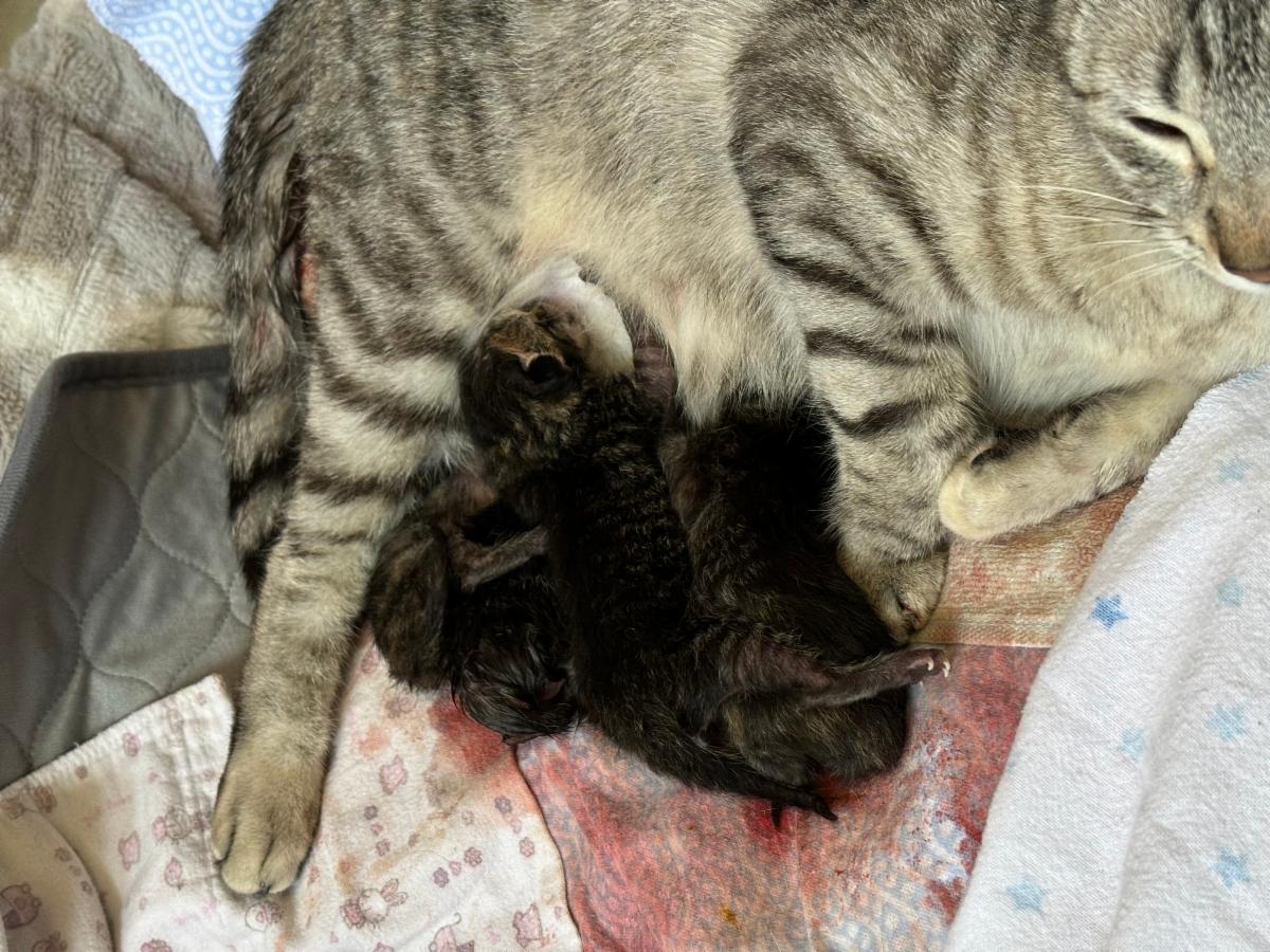 Mama Wendy Has Given Birth!